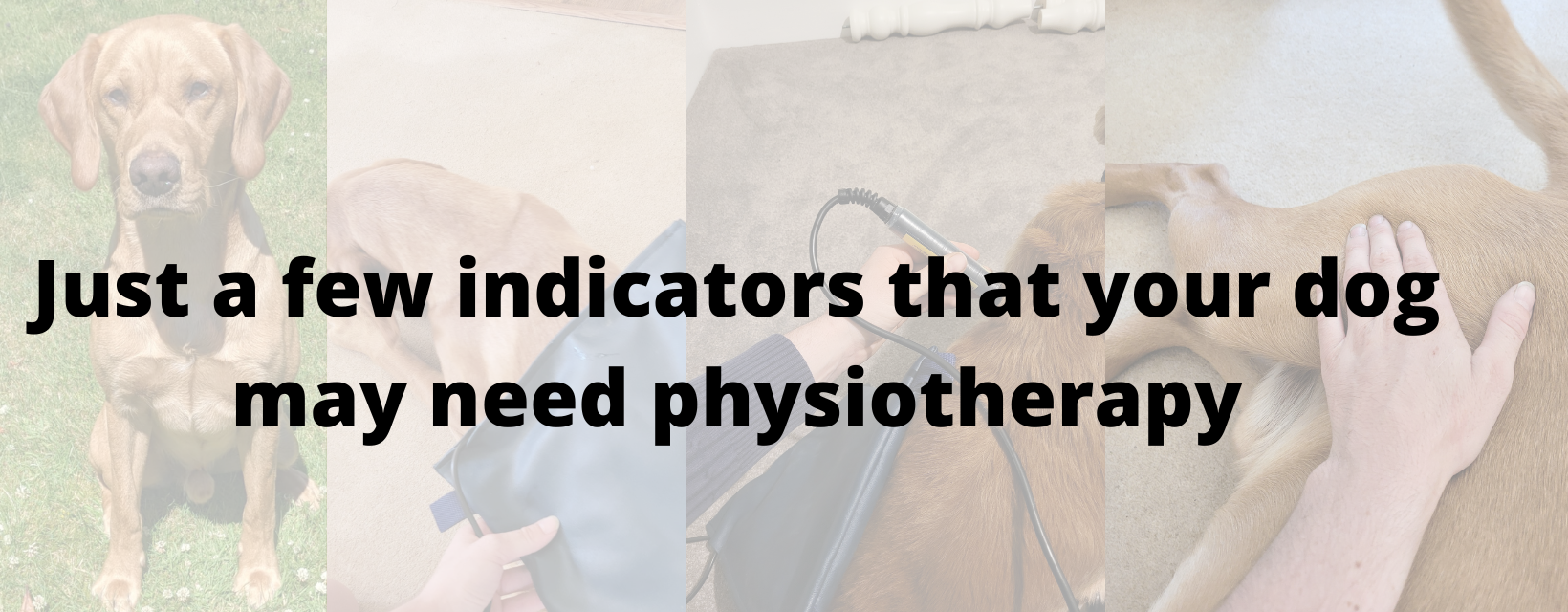 Small Animal Physiotherapy – Pro Performance Veterinary Physiotherpy